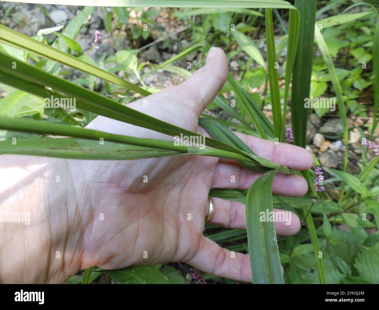 dark green bulrush (Scirpus atrovirens Stock Photo - Alamy