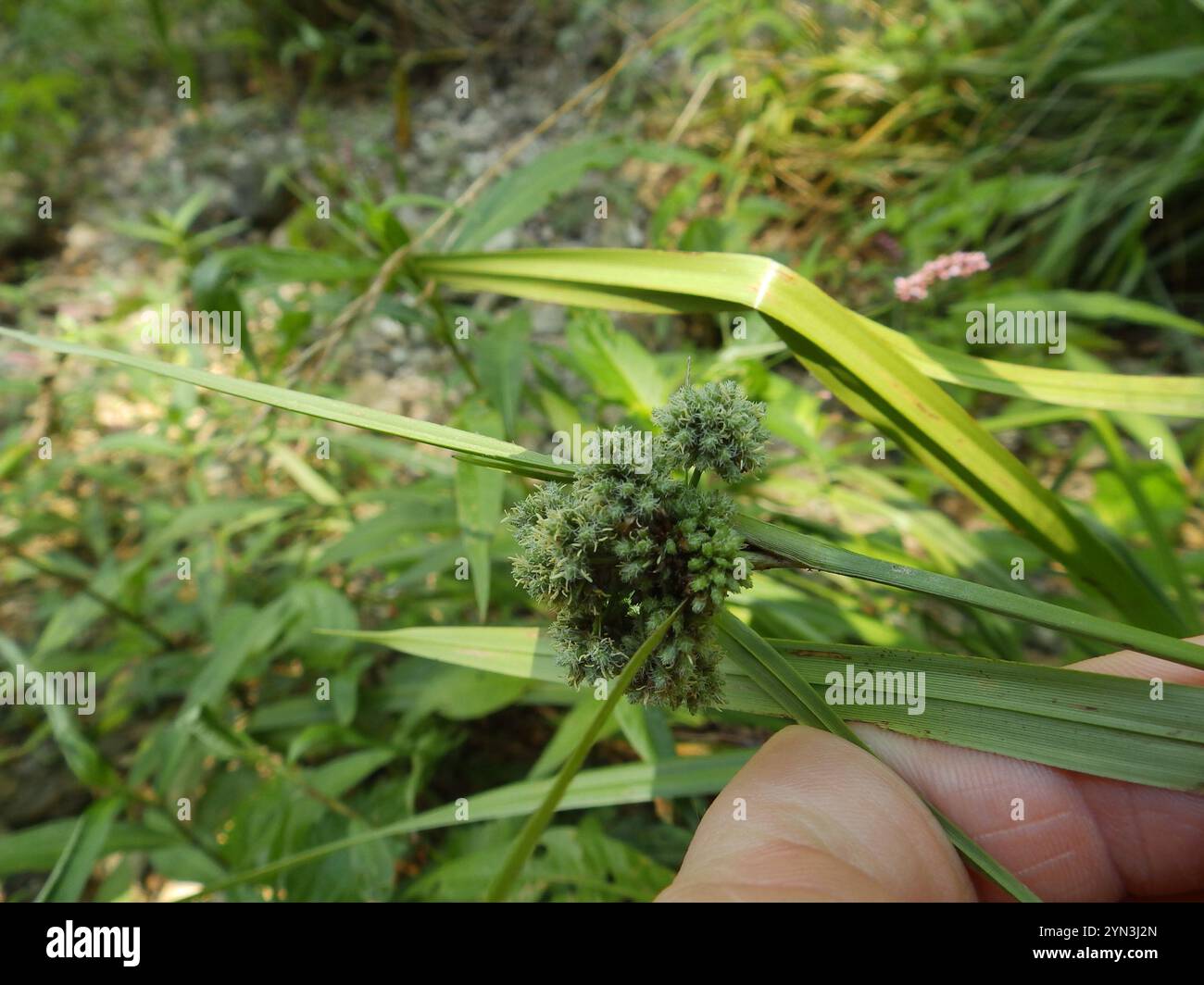 dark green bulrush (Scirpus atrovirens Stock Photo - Alamy