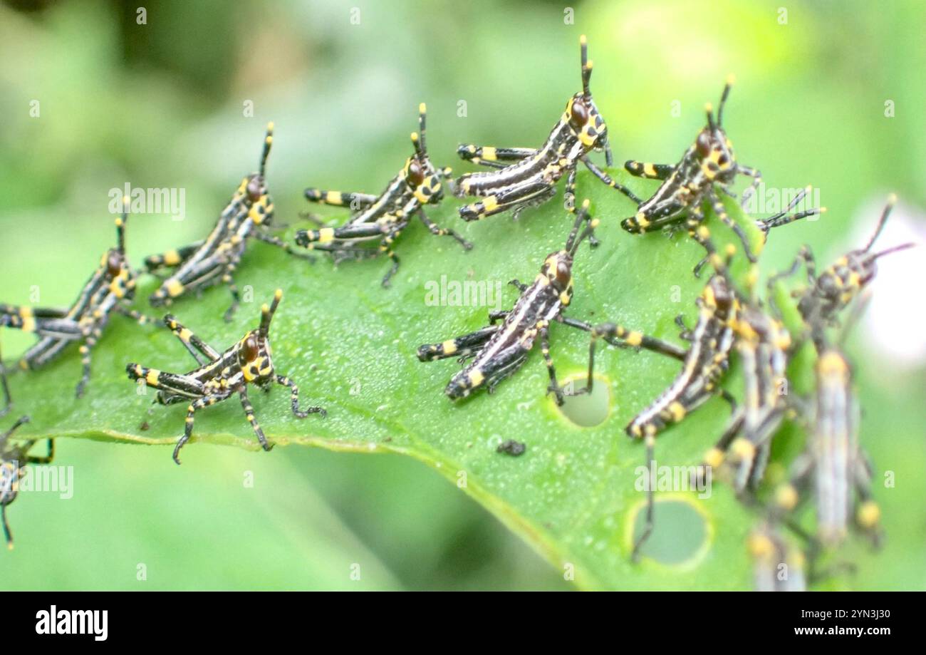 Variegated grasshopper (Zonocerus variegatus Stock Photo - Alamy