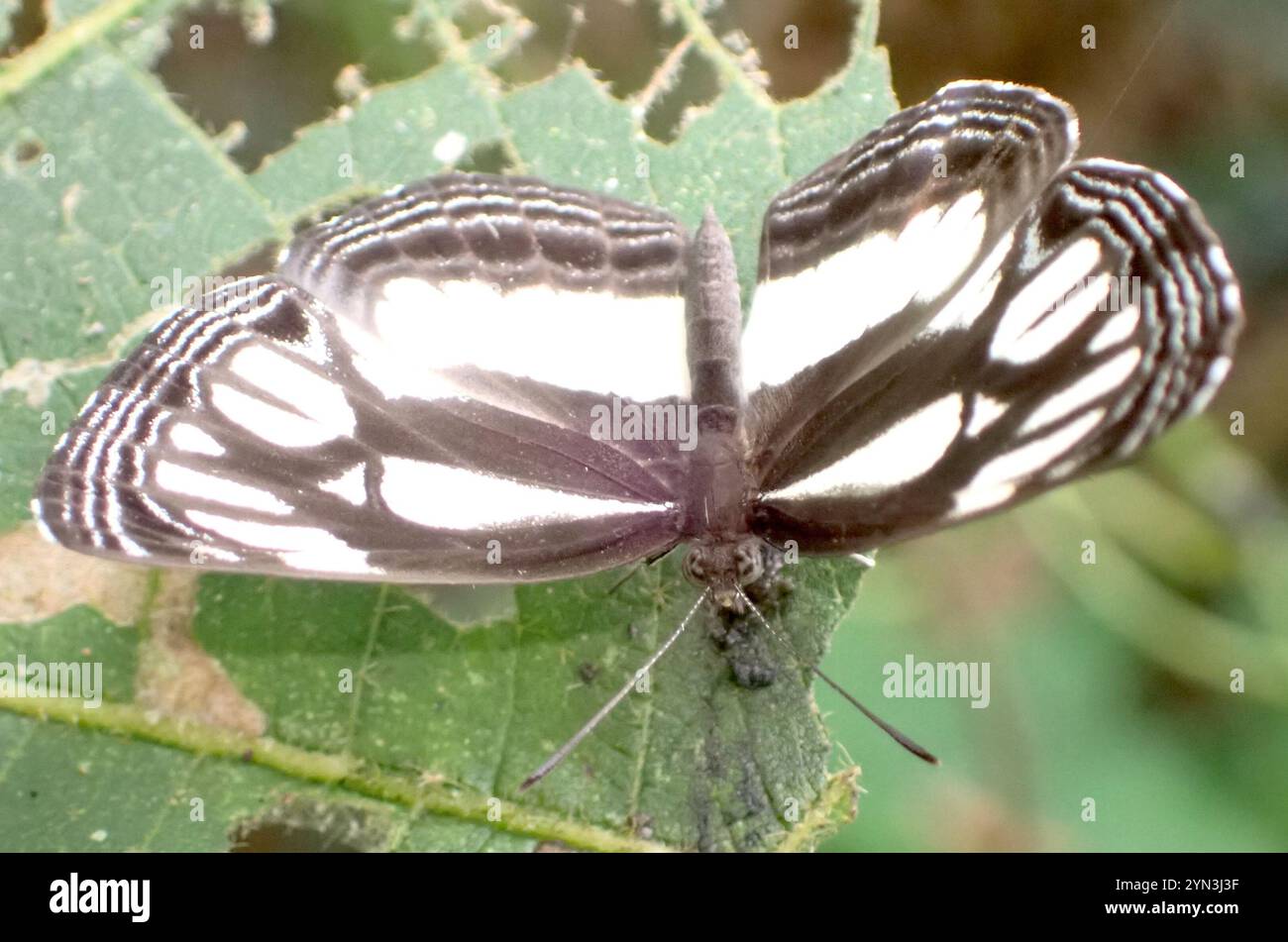 Typical Sailers (Neptis Stock Photo - Alamy