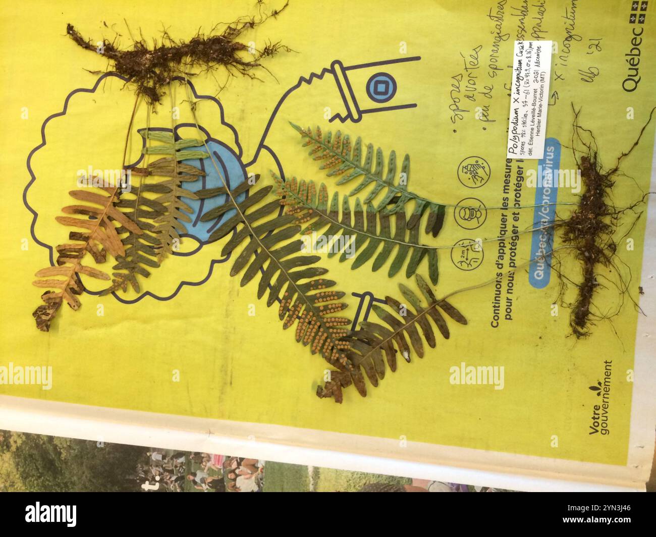 (Polypodium × incognitum Stock Photo - Alamy