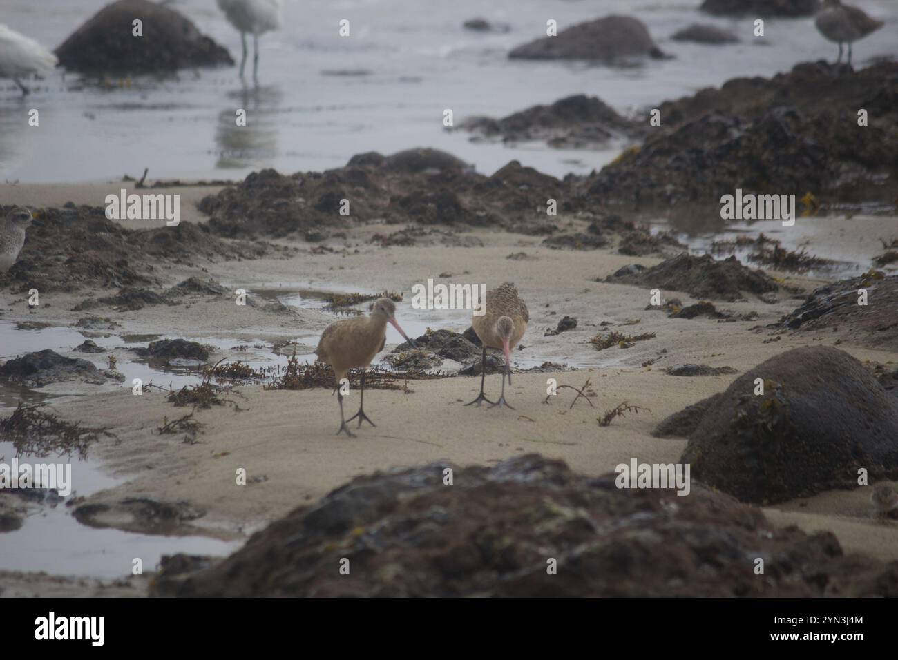 Marbled Godwit (Limosa fedoa Stock Photo - Alamy
