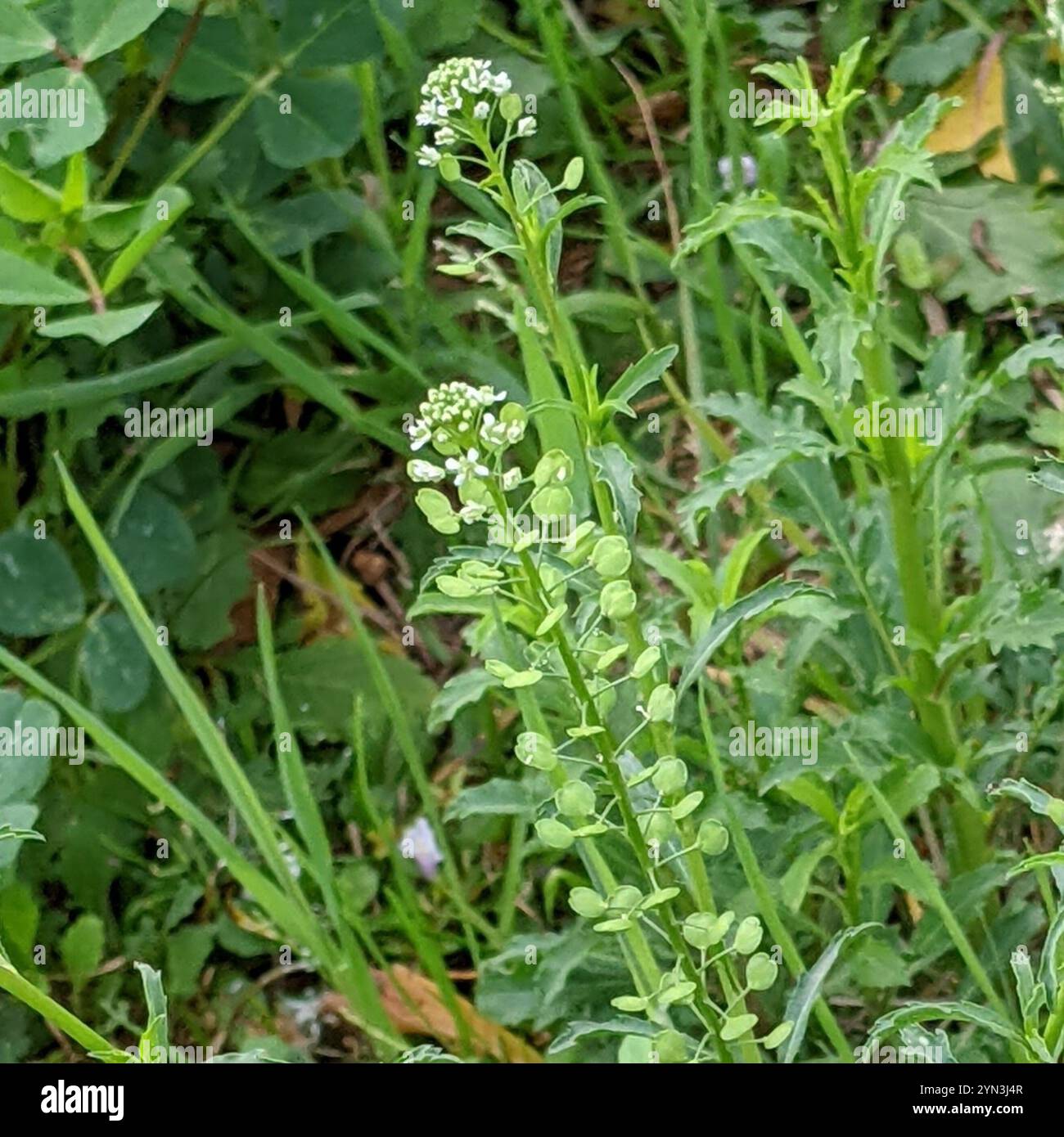 Virginia pepperweed (Lepidium virginicum Stock Photo - Alamy