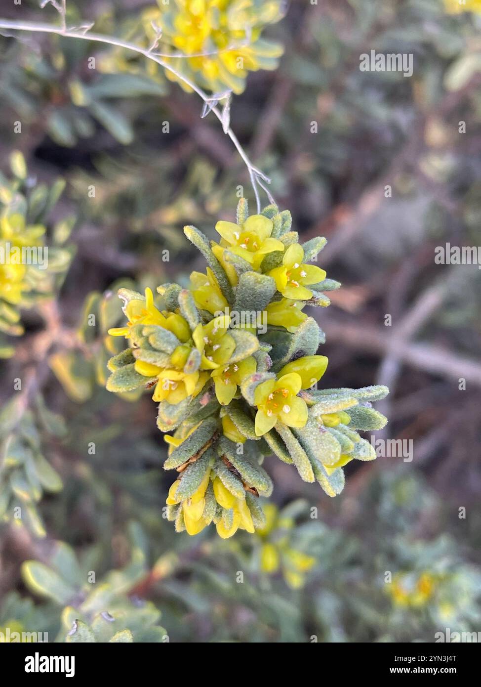 Thymelaea tinctoria hi-res stock photography and images - Alamy