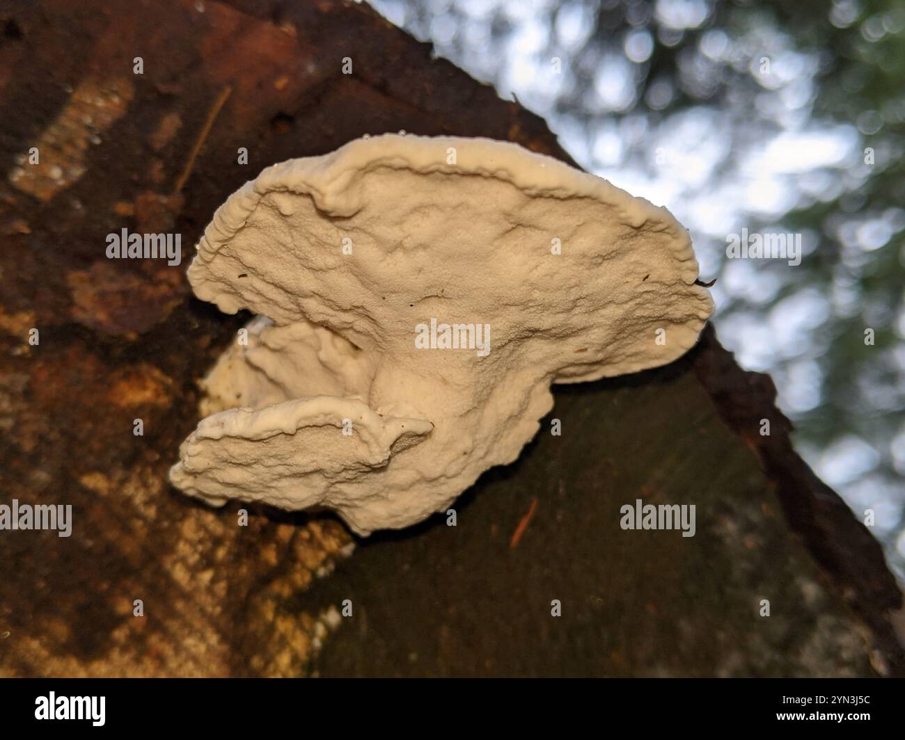White cheese polypore tyromyces chioneus hi-res stock photography and ...