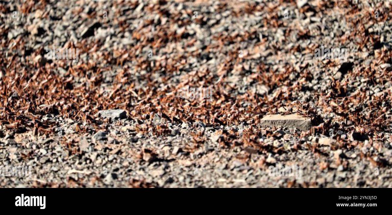 Locustana pardalina hi-res stock photography and images - Alamy