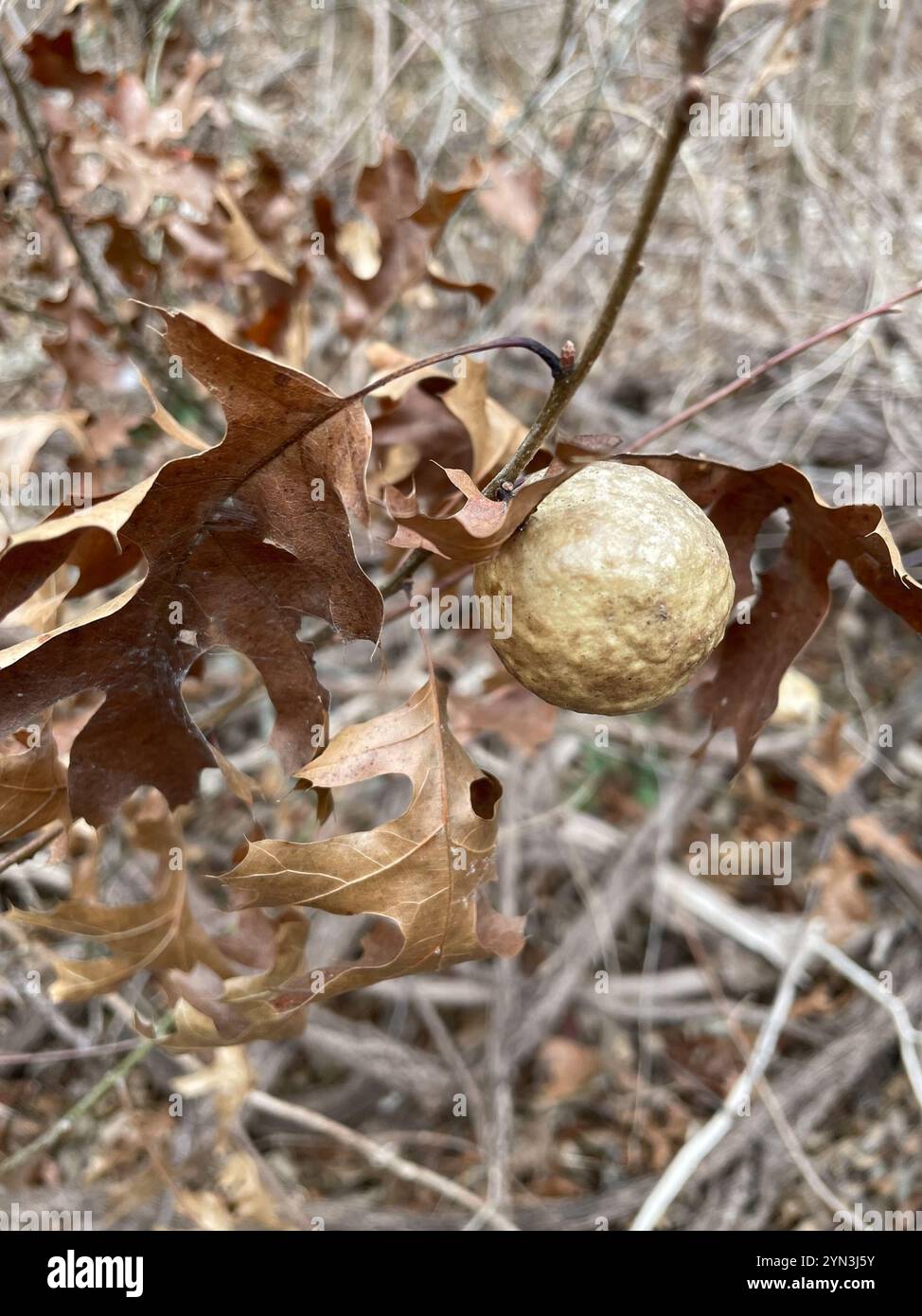 Spongy Oak Apple Gall Wasp (Amphibolips confluenta Stock Photo - Alamy