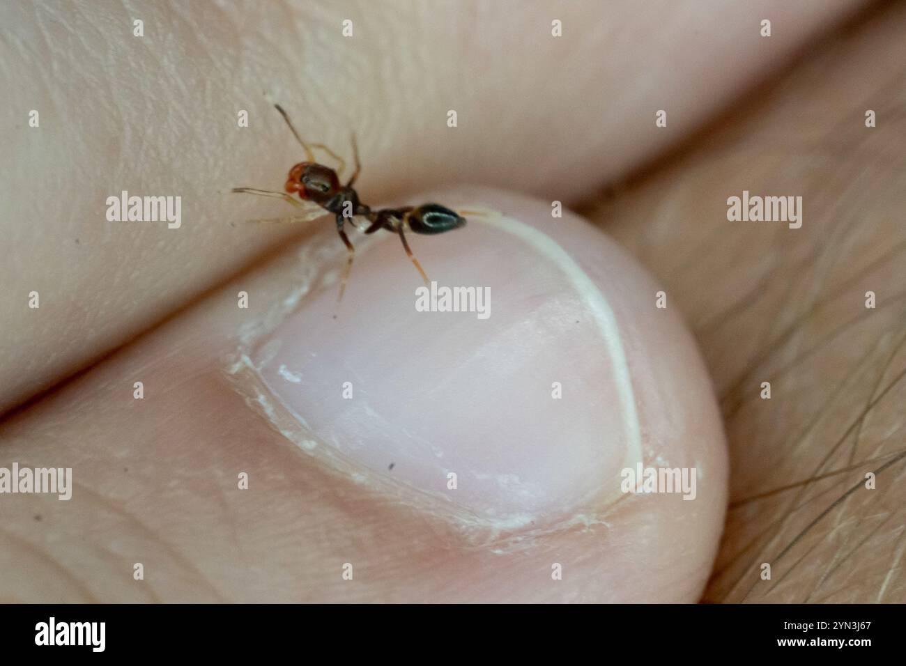 Slender Ant-mimic Jumping Spider (Synemosyna formica Stock Photo - Alamy