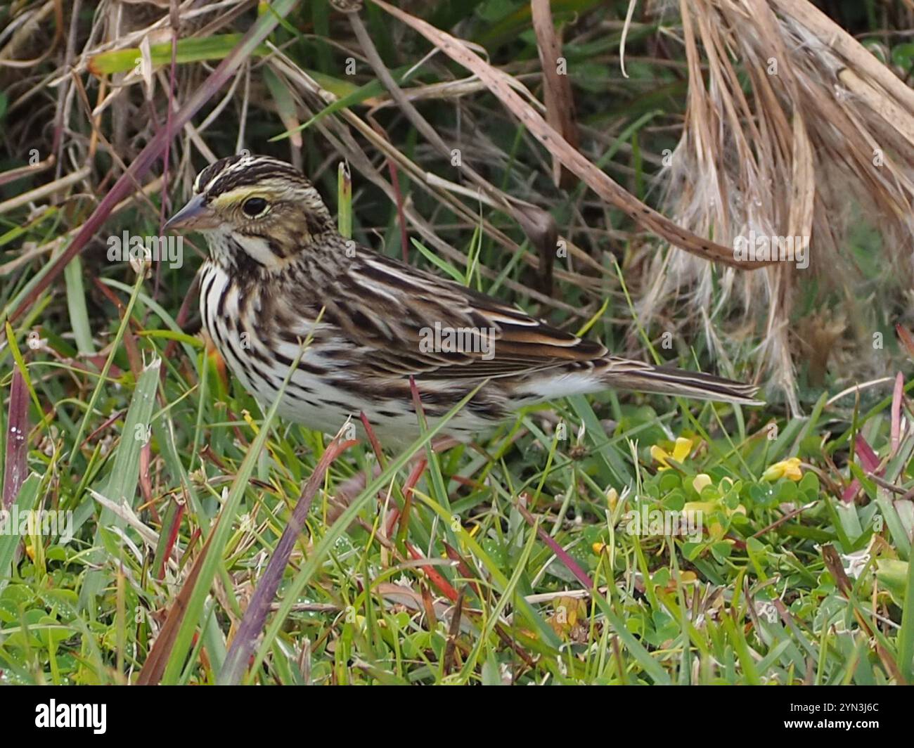 Savannah Sparrow (Passerculus sandwichensis Stock Photo - Alamy