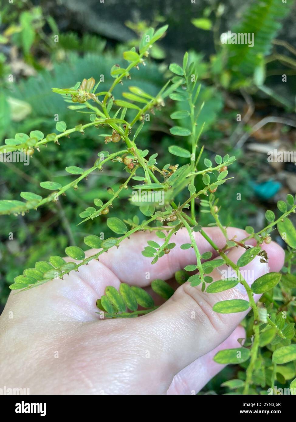 Chamberbitter (Phyllanthus urinaria Stock Photo - Alamy