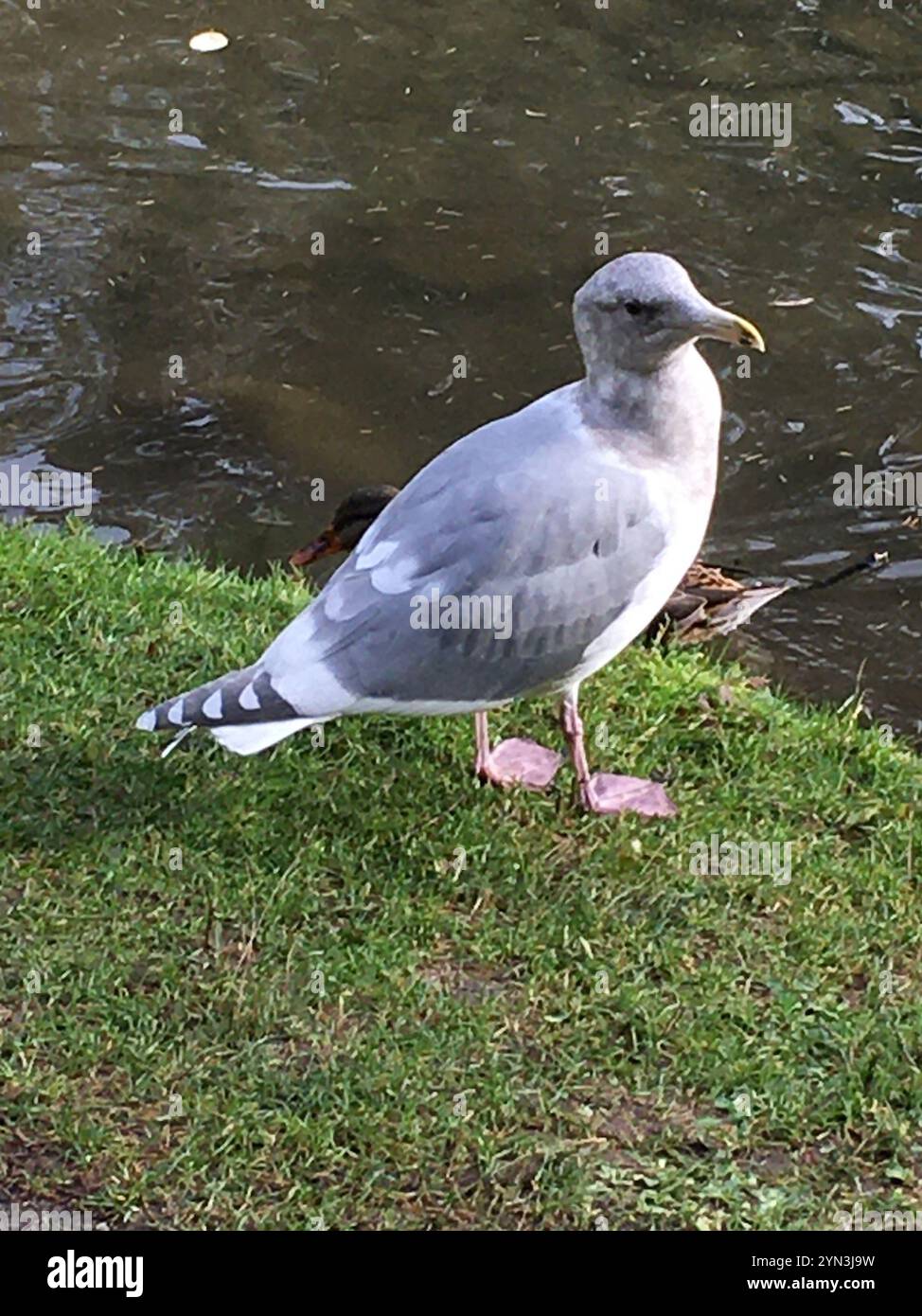 Olympic Gull (Larus glaucescens × occidentalis Stock Photo - Alamy