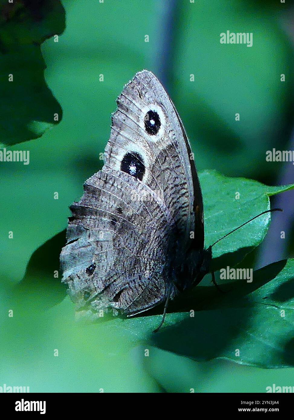 Common Wood-Nymph (Cercyonis pegala Stock Photo - Alamy