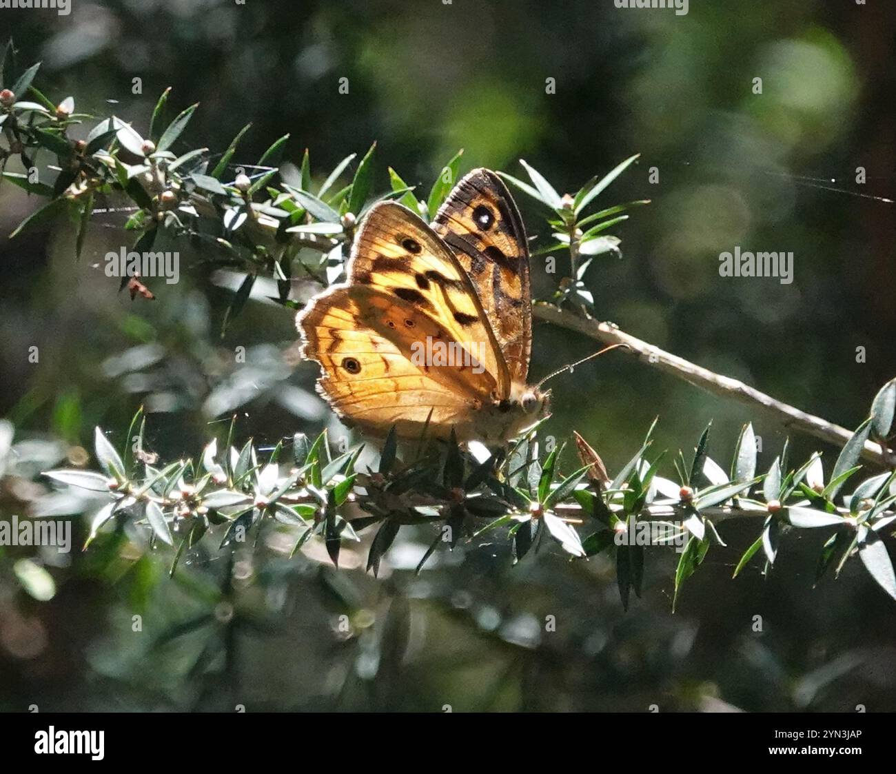 Common Brown (Heteronympha merope Stock Photo - Alamy