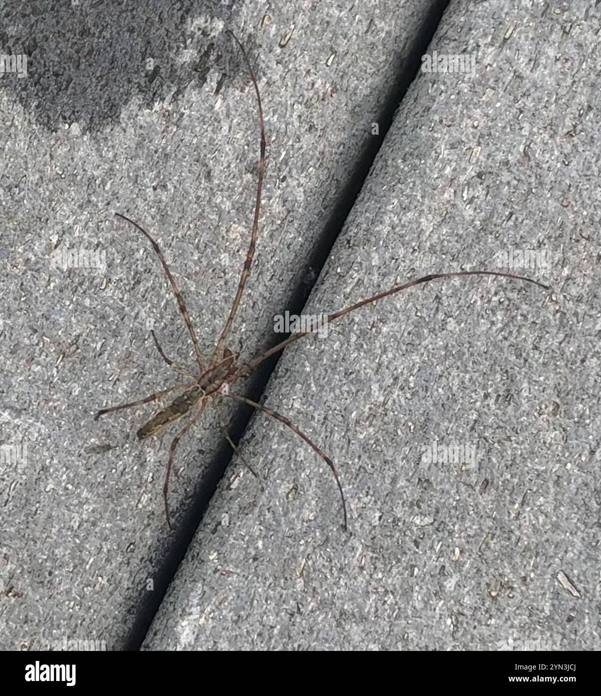 Elongate Stilt Spider (Tetragnatha elongata Stock Photo - Alamy