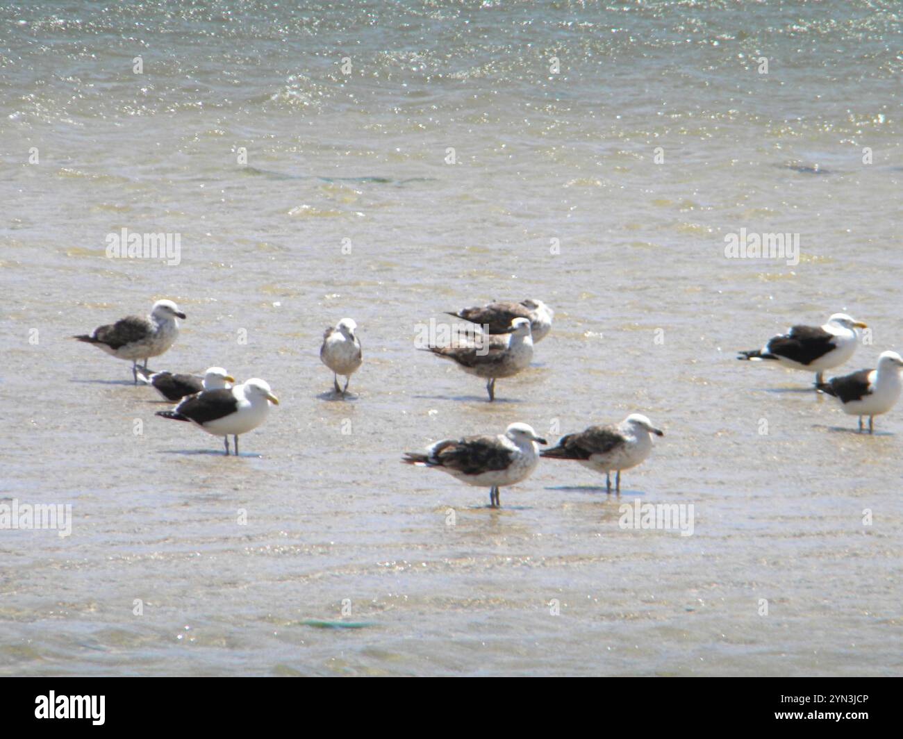 Kelp Gull (Larus dominicanus Stock Photo - Alamy