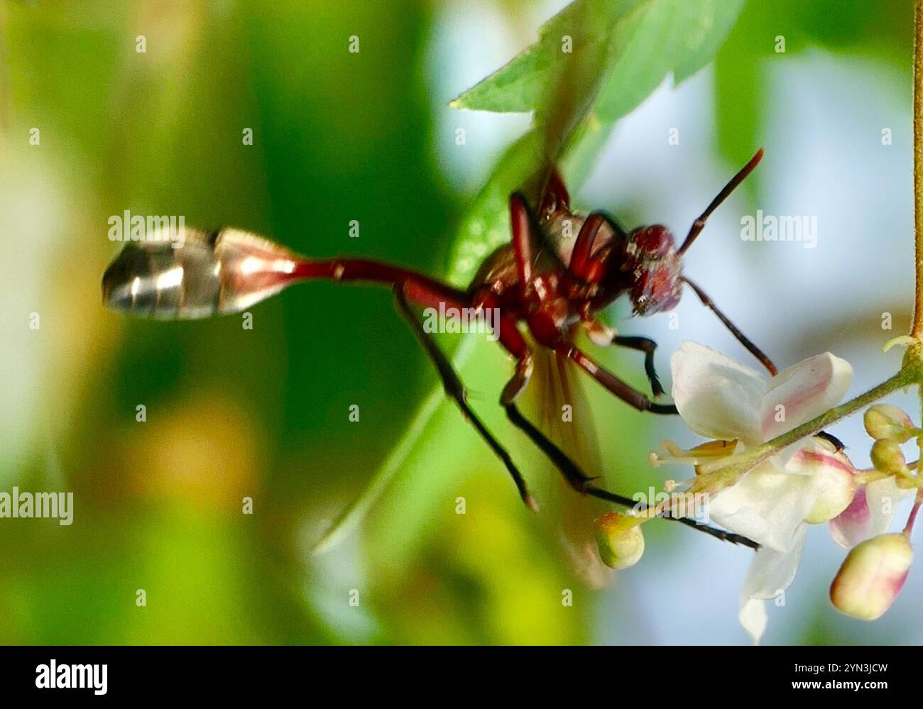 Needle-waisted Paper Wasps (Belonogaster Stock Photo - Alamy