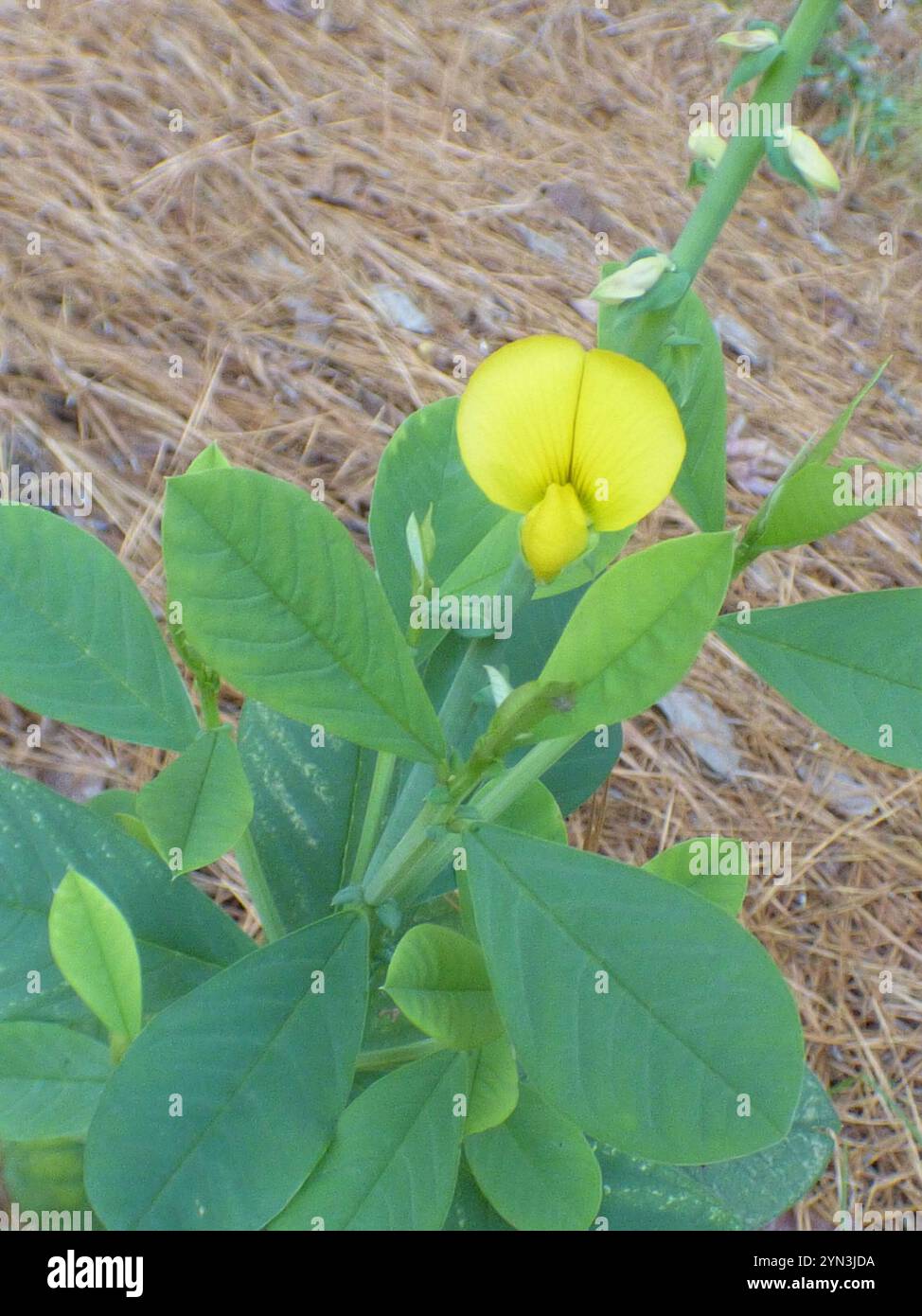 Showy Rattlebox (Crotalaria spectabilis Stock Photo - Alamy