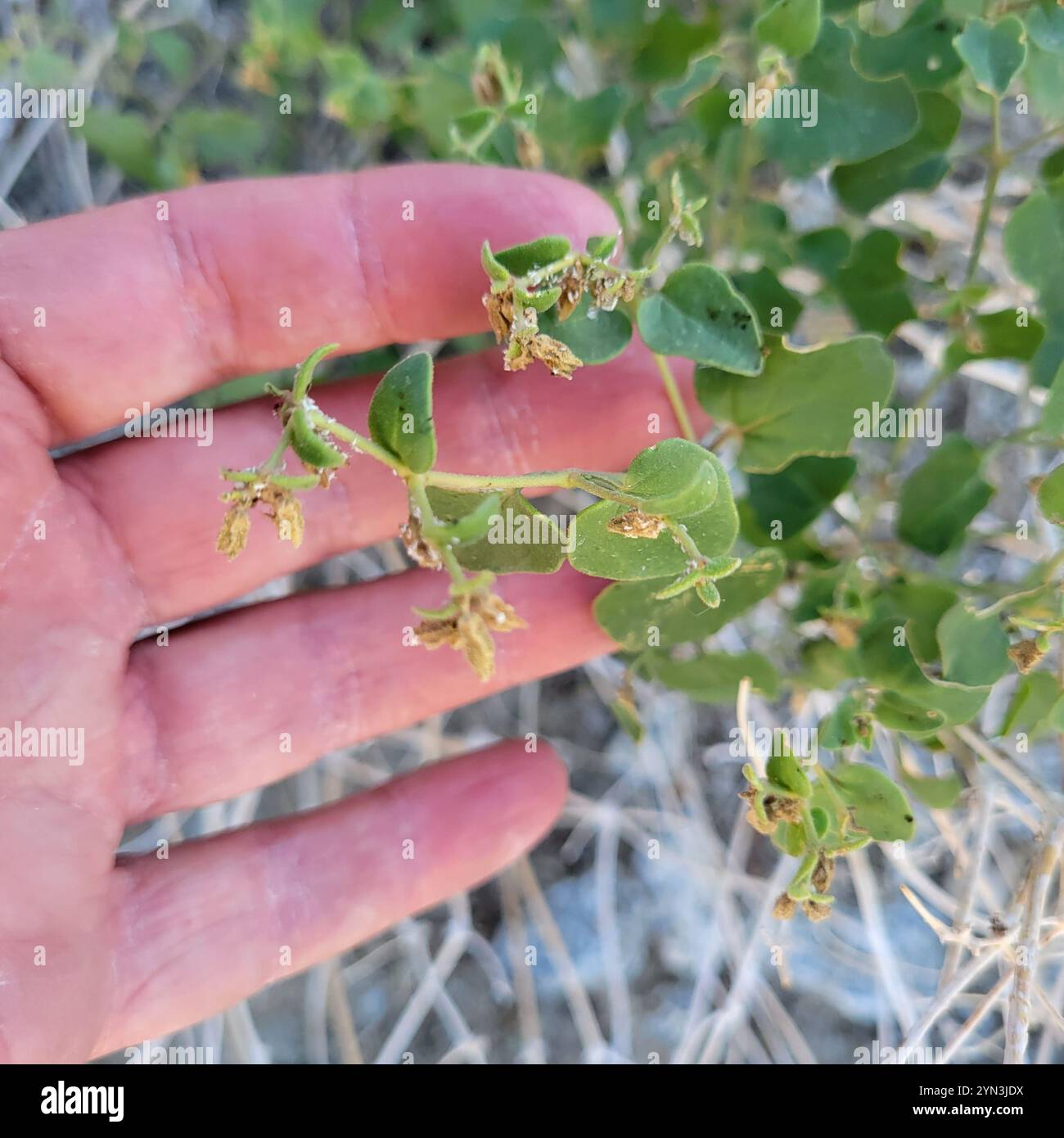 Wishbone Bush (Mirabilis laevis Stock Photo - Alamy