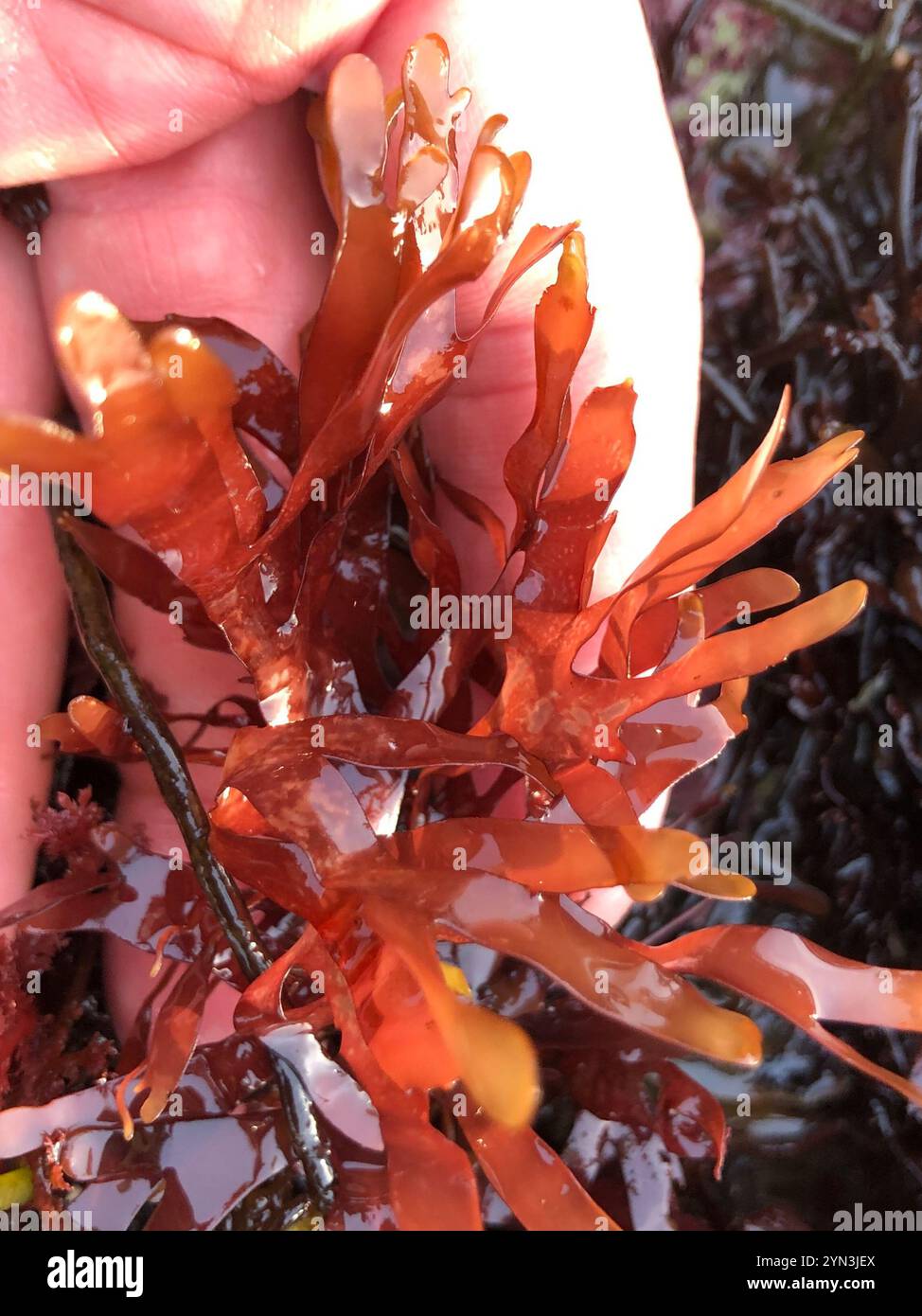 red algae (Rhodophyta Stock Photo - Alamy
