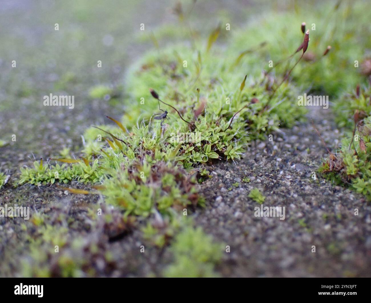 Wall Screw-moss (Tortula muralis Stock Photo - Alamy
