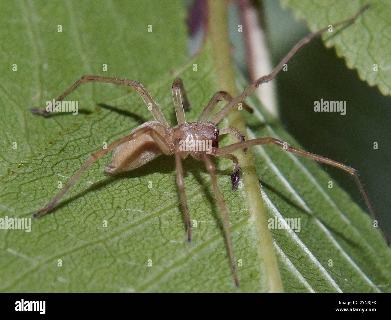Northern Yellow Sac Spider (Cheiracanthium mildei Stock Photo - Alamy