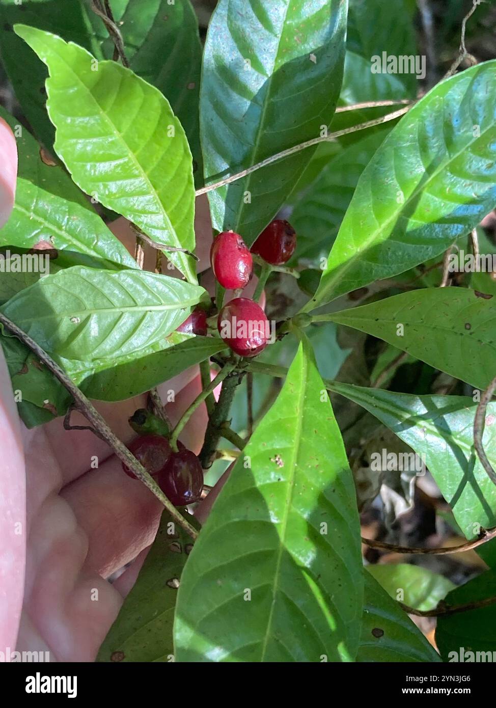 Shiny-leaved Wild Coffee (Psychotria nervosa Stock Photo - Alamy