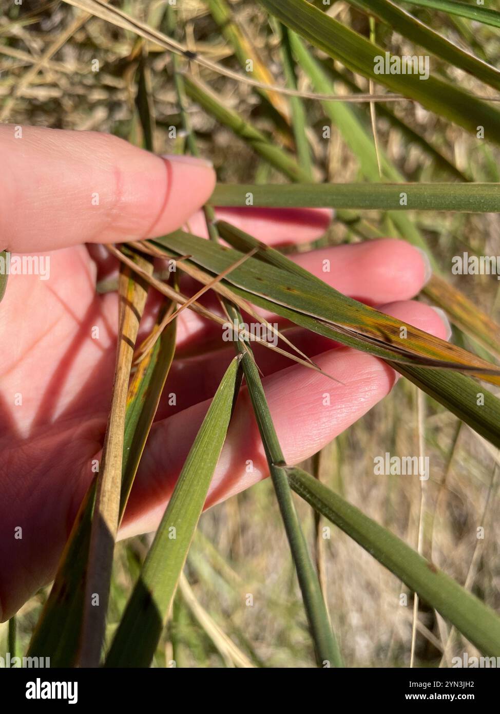grasses, sedges, cattails, and allies (Poales Stock Photo - Alamy