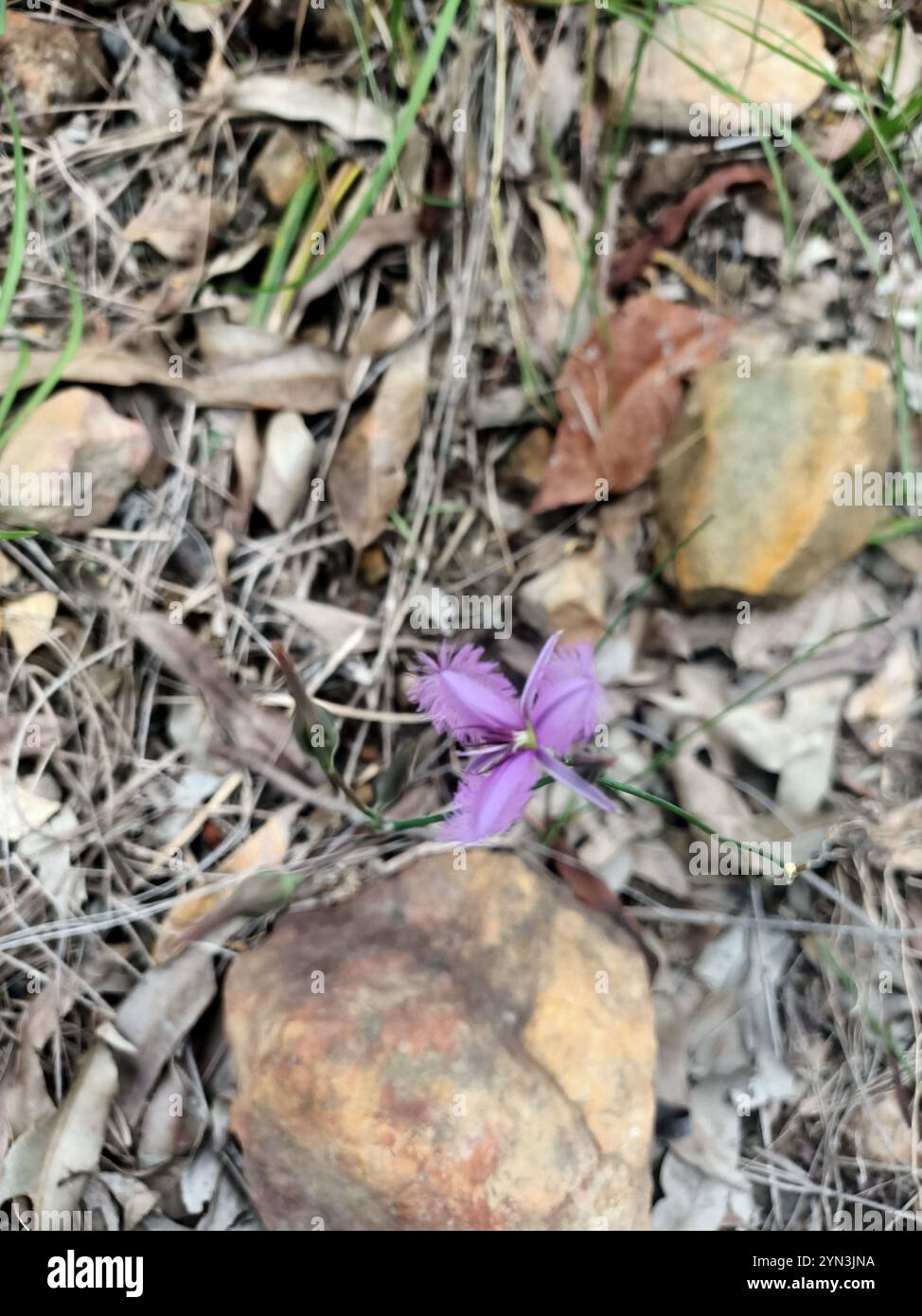 Common Fringe-lily (Thysanotus tuberosus Stock Photo - Alamy