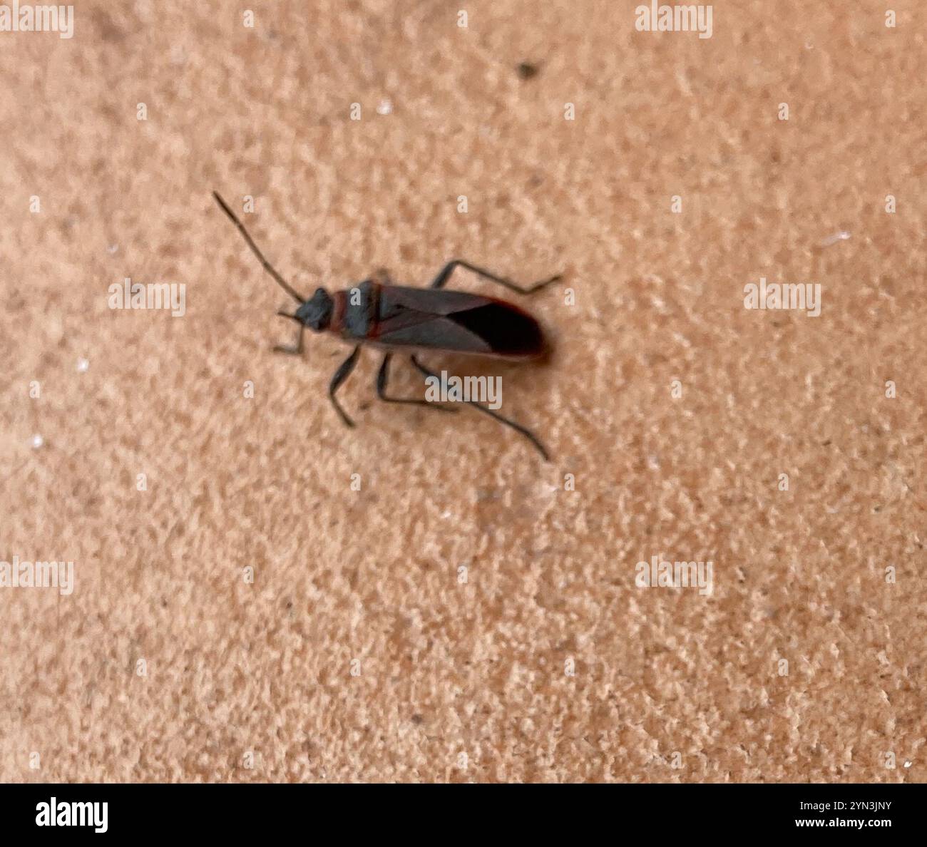 Swan plant seed bug (Arocatus rusticus Stock Photo - Alamy