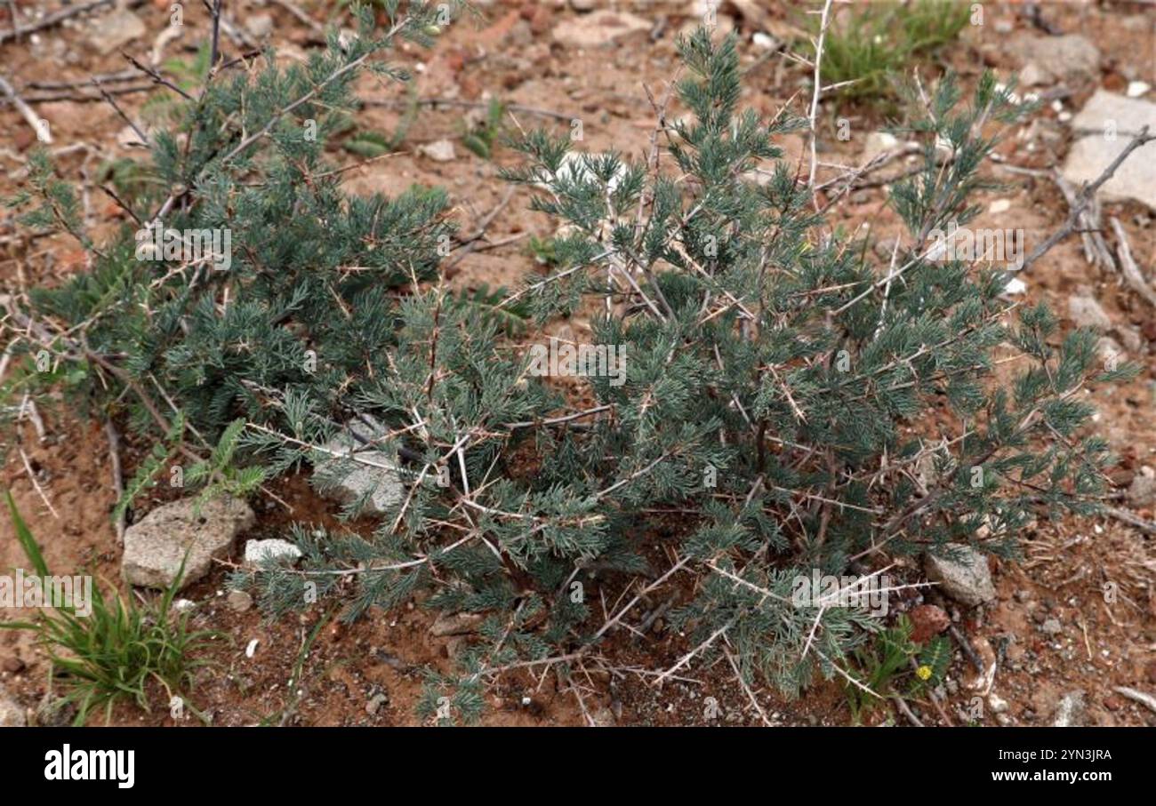 Blue Asparagus (Asparagus glaucus Stock Photo - Alamy
