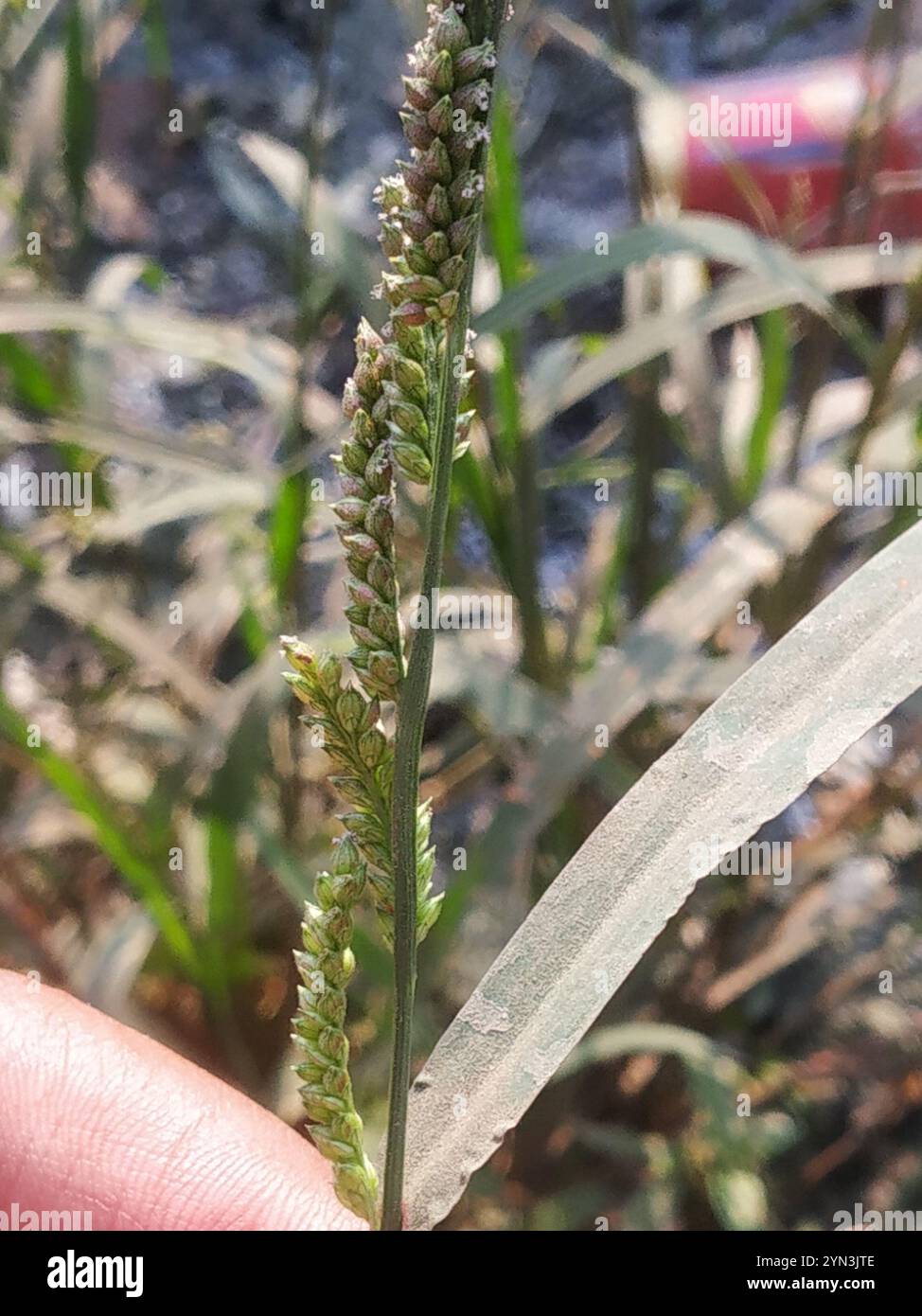 Jungle Rice (Echinochloa colonum Stock Photo - Alamy