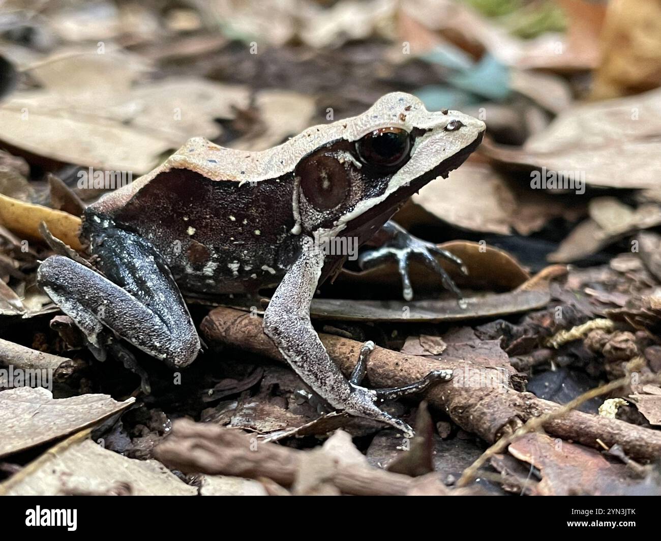 Clinotarsus curtipes hi-res stock photography and images - Alamy