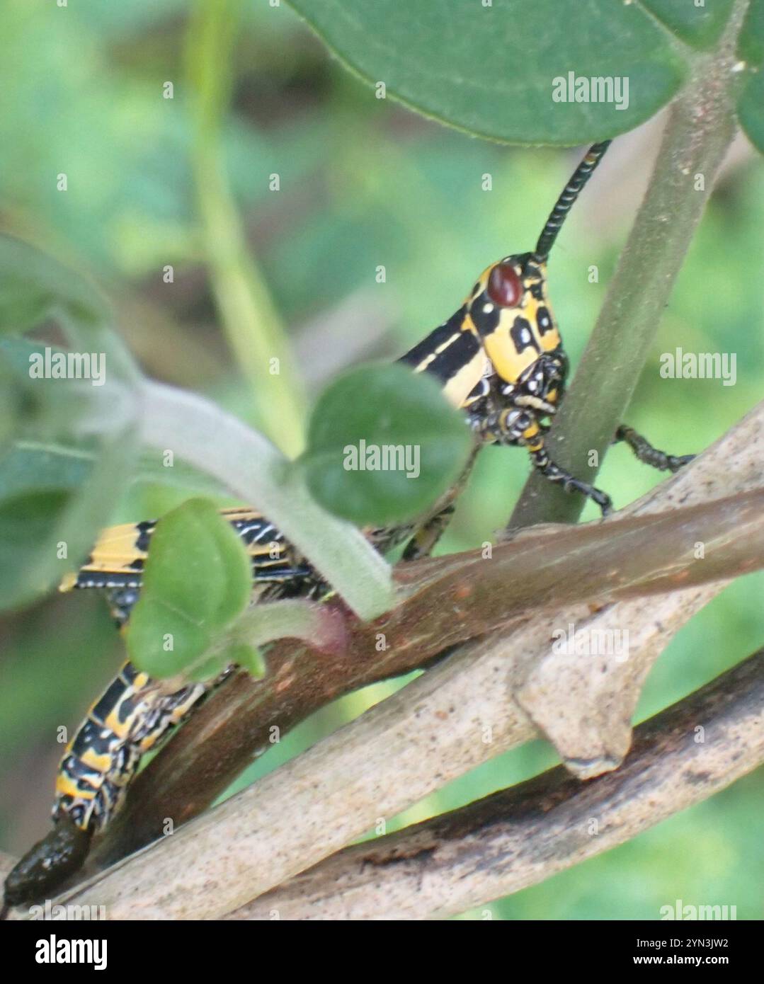 Variegated grasshopper (Zonocerus variegatus Stock Photo - Alamy