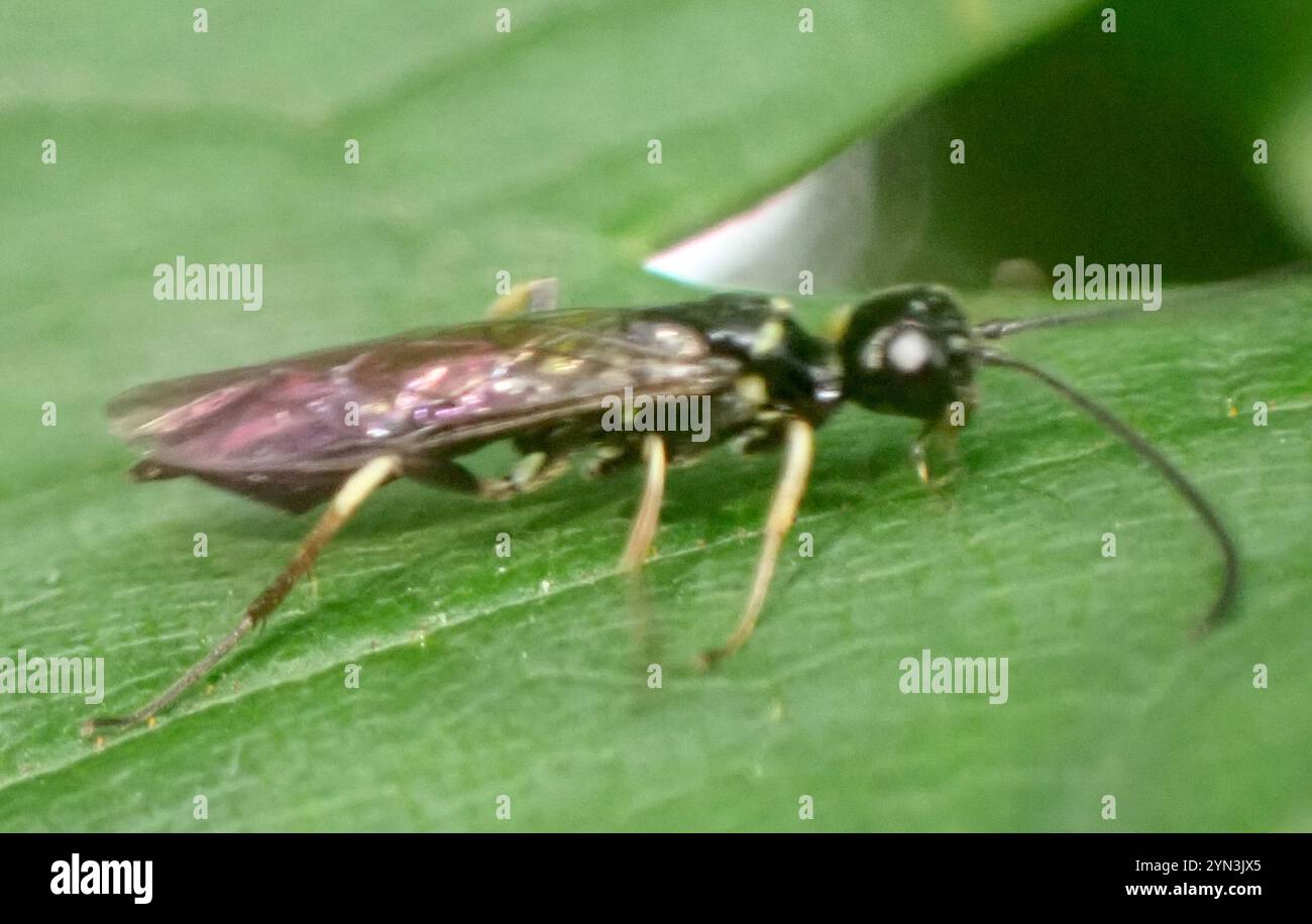Stem Sawflies (Cephidae Stock Photo - Alamy