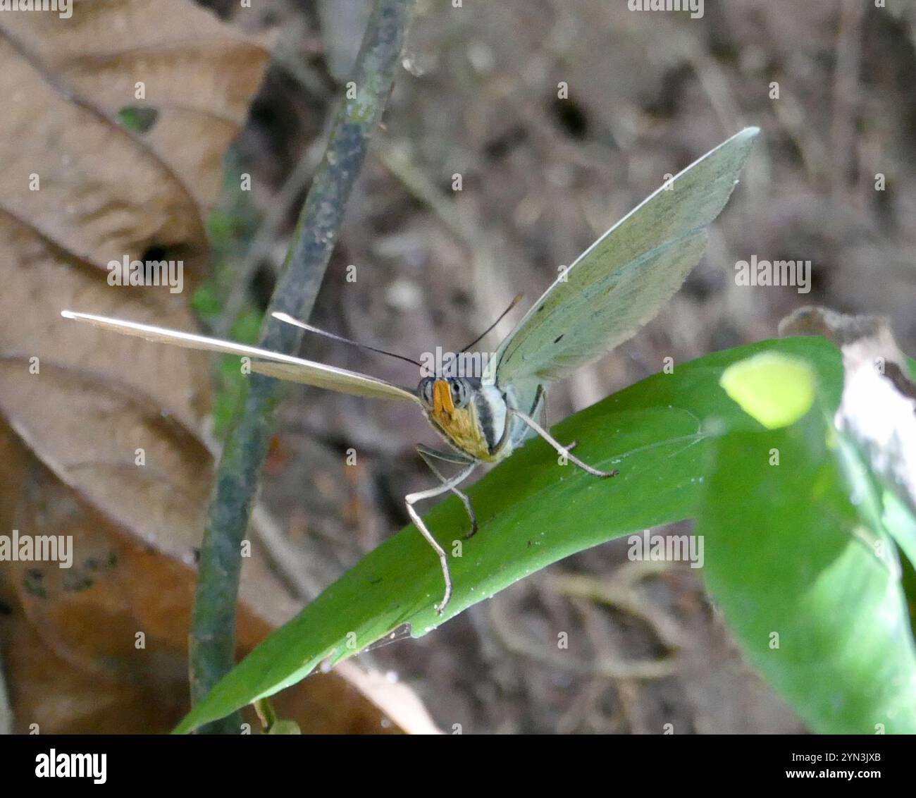 Harpalyce hi-res stock photography and images - Alamy
