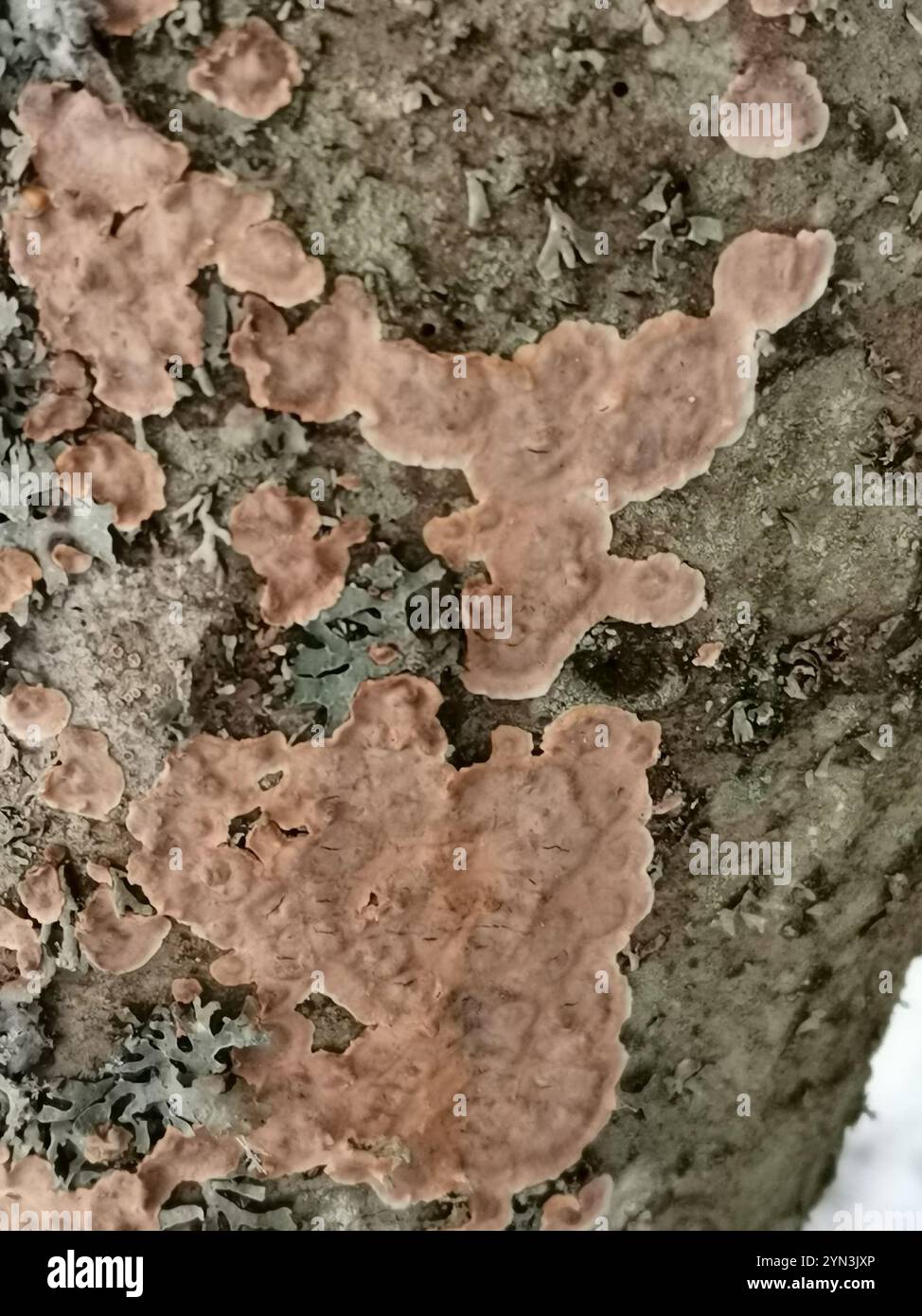 Broadleaf Bleeding-crust (Stereum rugosum Stock Photo - Alamy