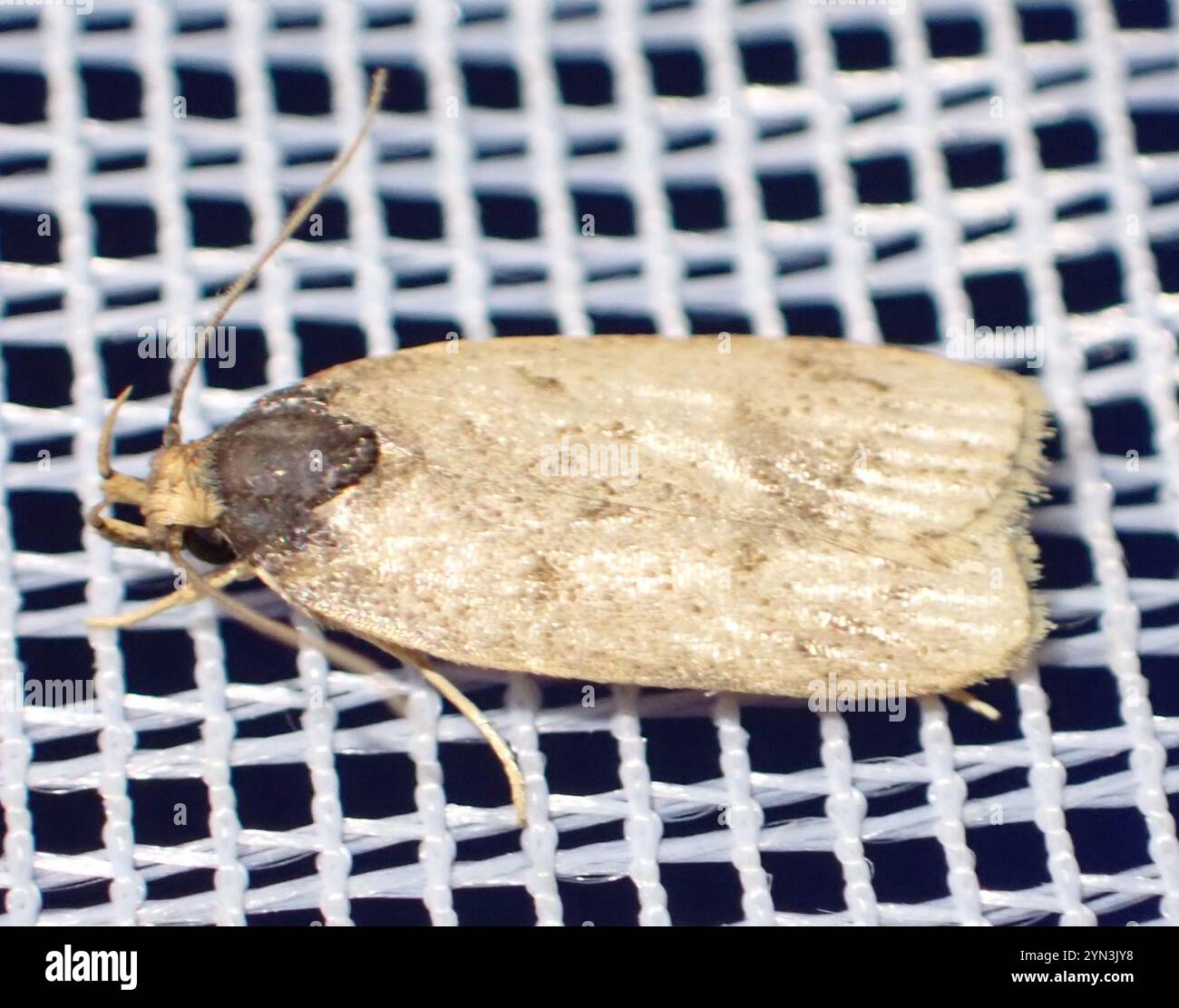 Underwing, Tiger, Tussock, and Allied Moths (Erebidae Stock Photo - Alamy