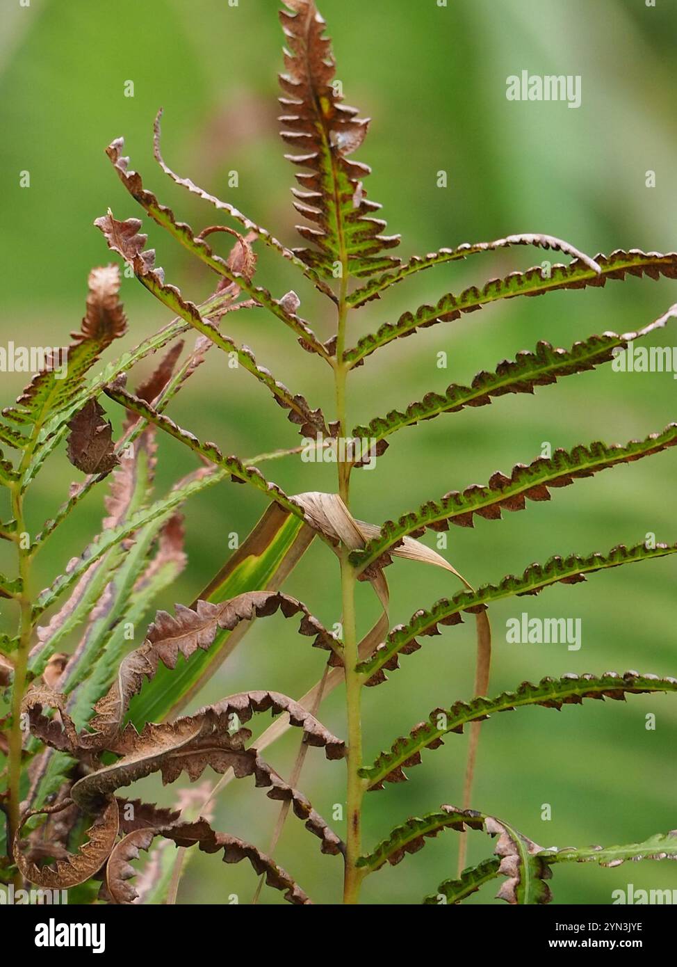 Swamp Shield-fern (Cyclosorus interruptus Stock Photo - Alamy