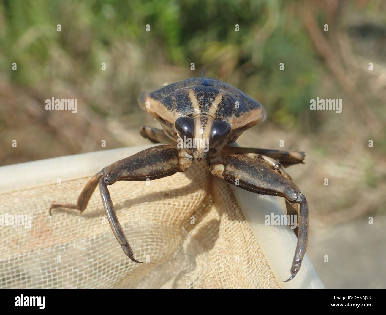 Asian Giant Water Bug (Lethocerus indicus Stock Photo - Alamy