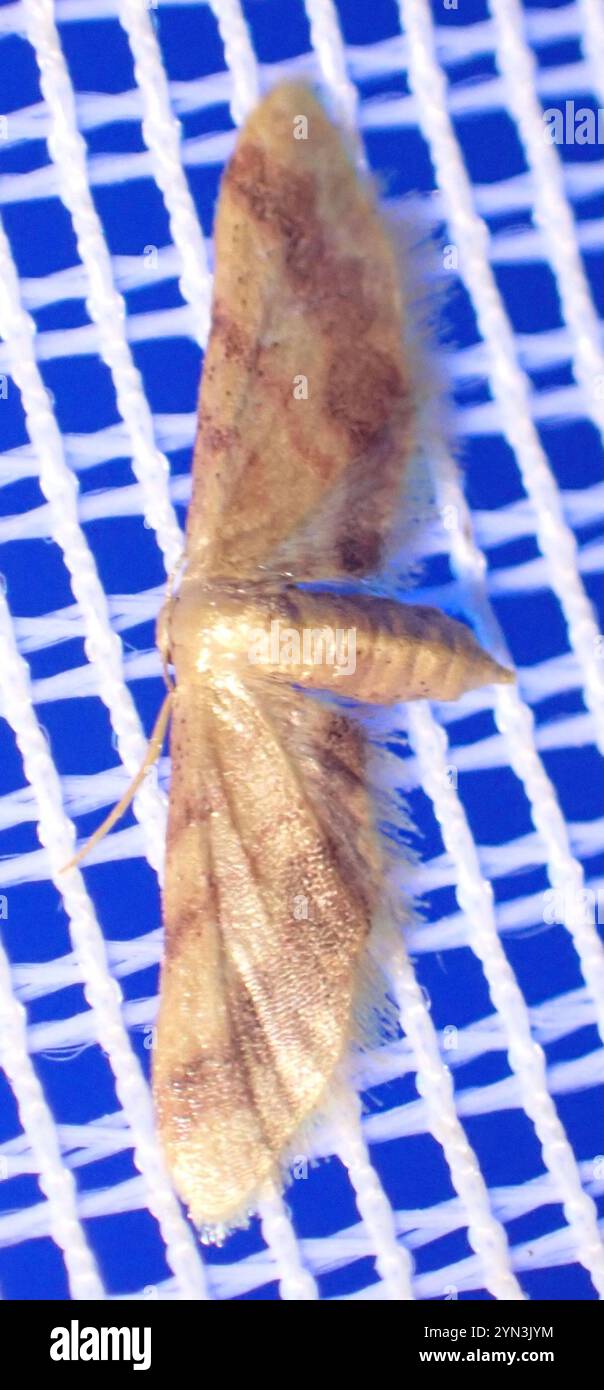 Geometer Moths (Geometridae Stock Photo - Alamy