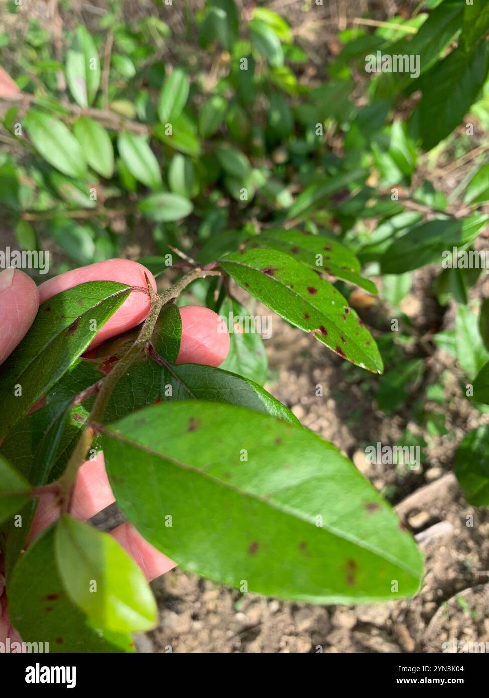 Gum bumelia (Sideroxylon lanuginosum Stock Photo - Alamy
