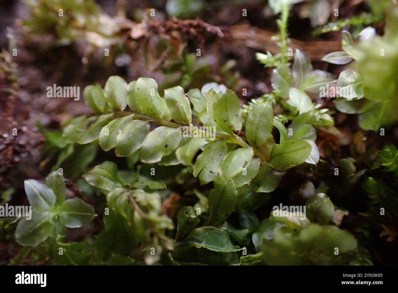 Wavy-leaf Moss (Plagiomnium ciliare Stock Photo - Alamy