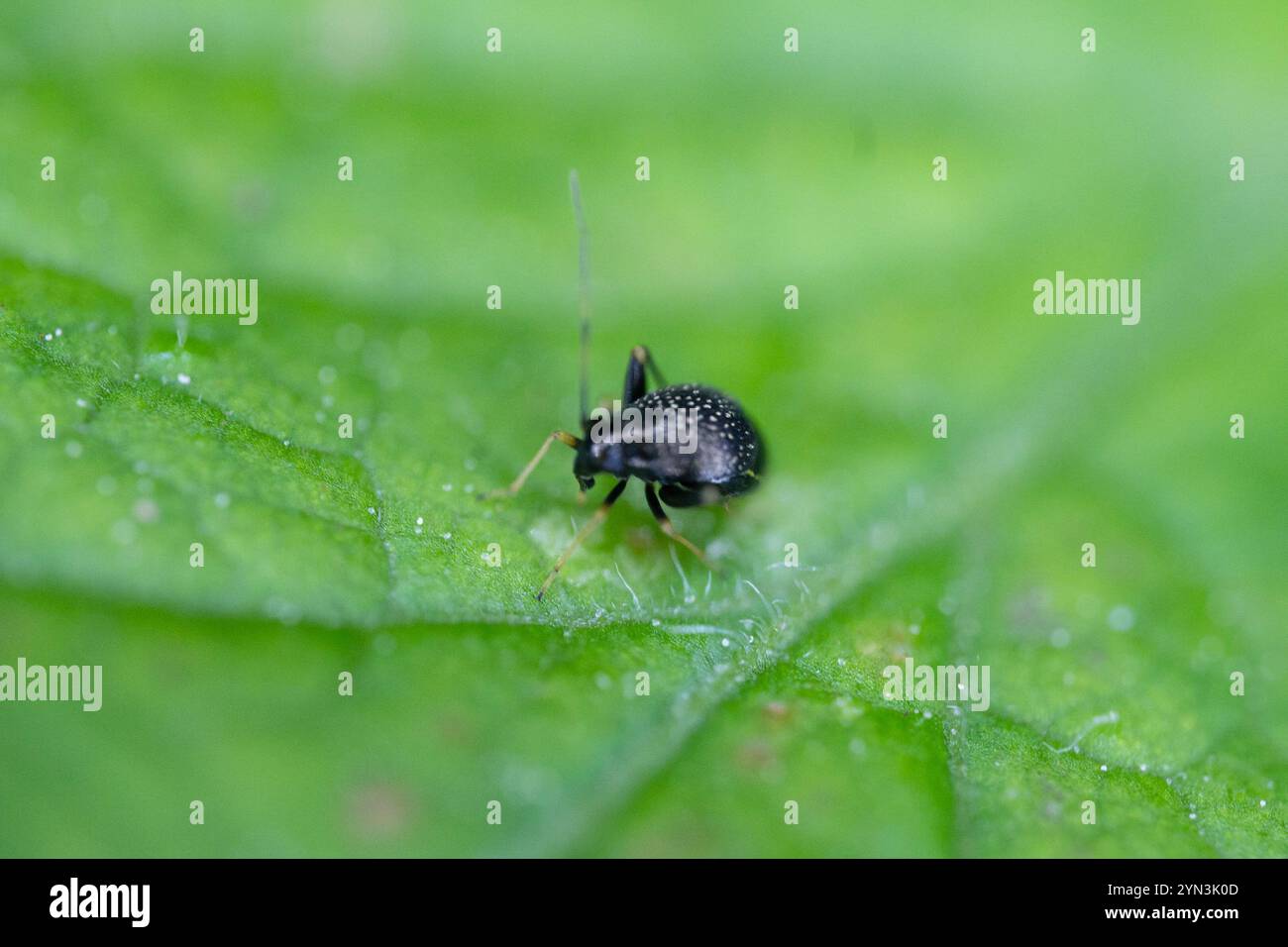 Garden Fleahopper (Microtechnites bractatus Stock Photo - Alamy