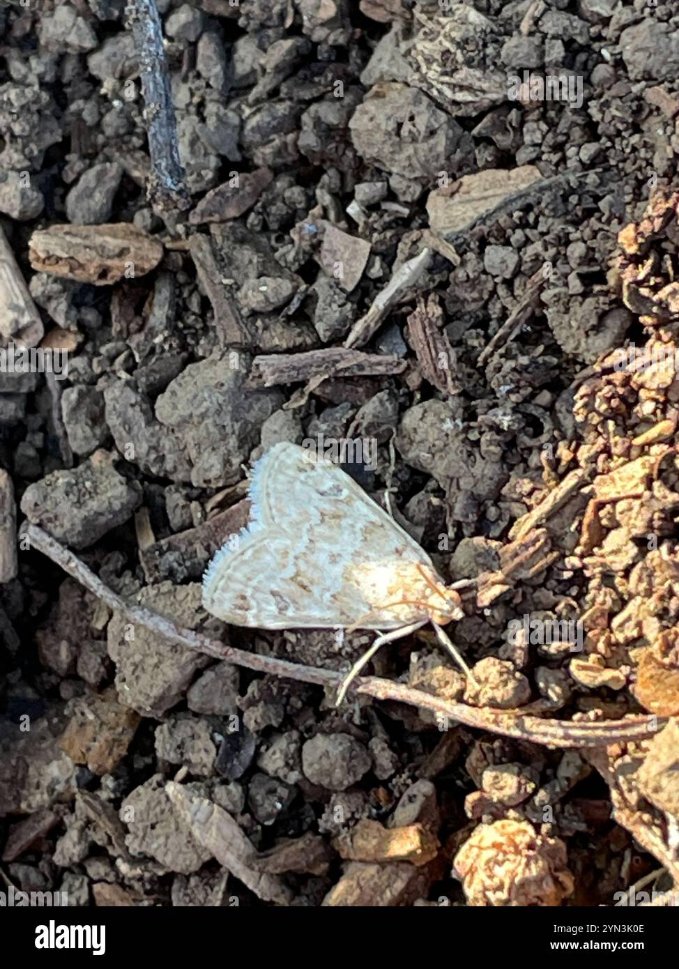 Cabbage Webworm Moth (Hellula rogatalis Stock Photo - Alamy