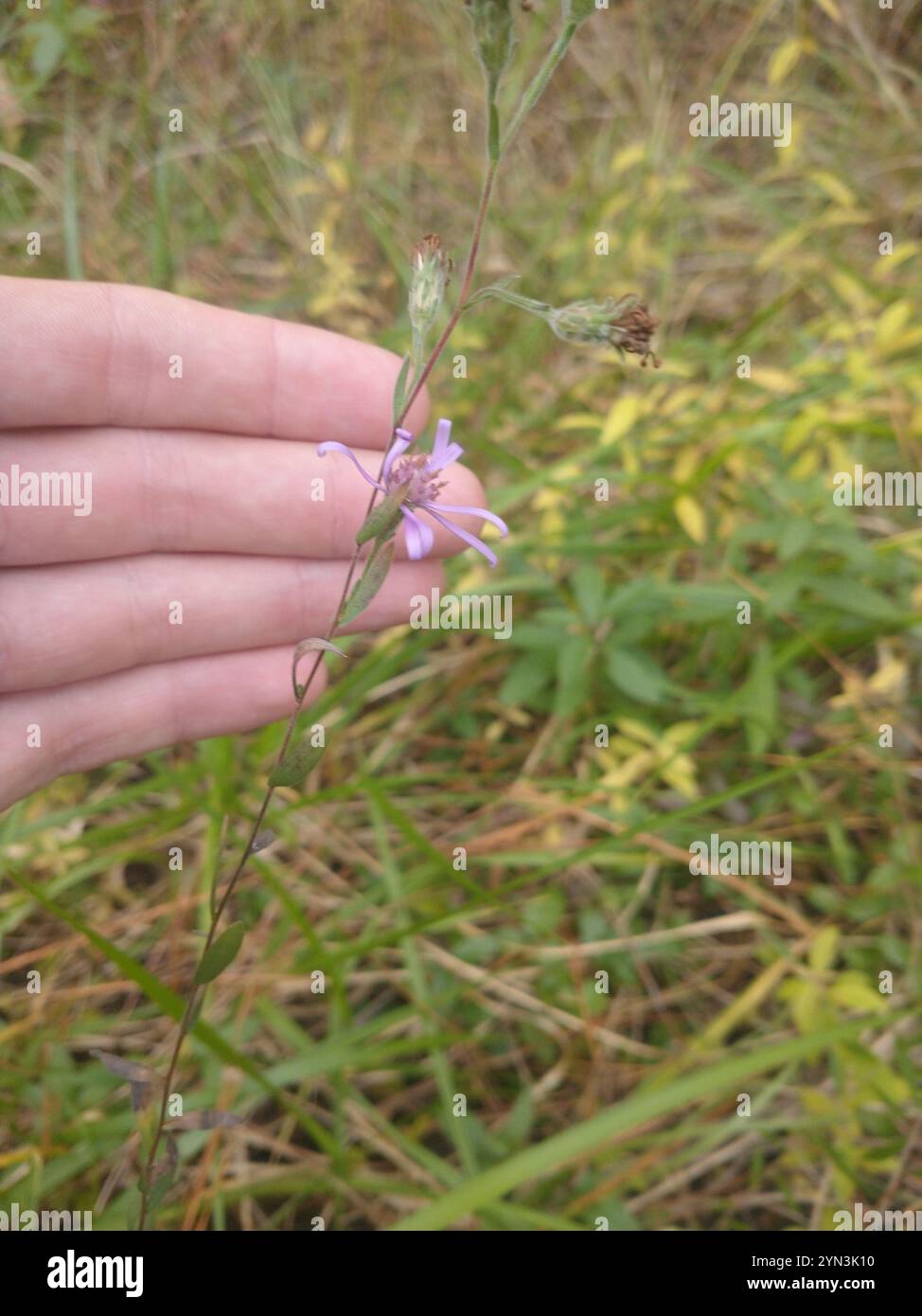 Eastern Silver Aster (Symphyotrichum concolor Stock Photo - Alamy