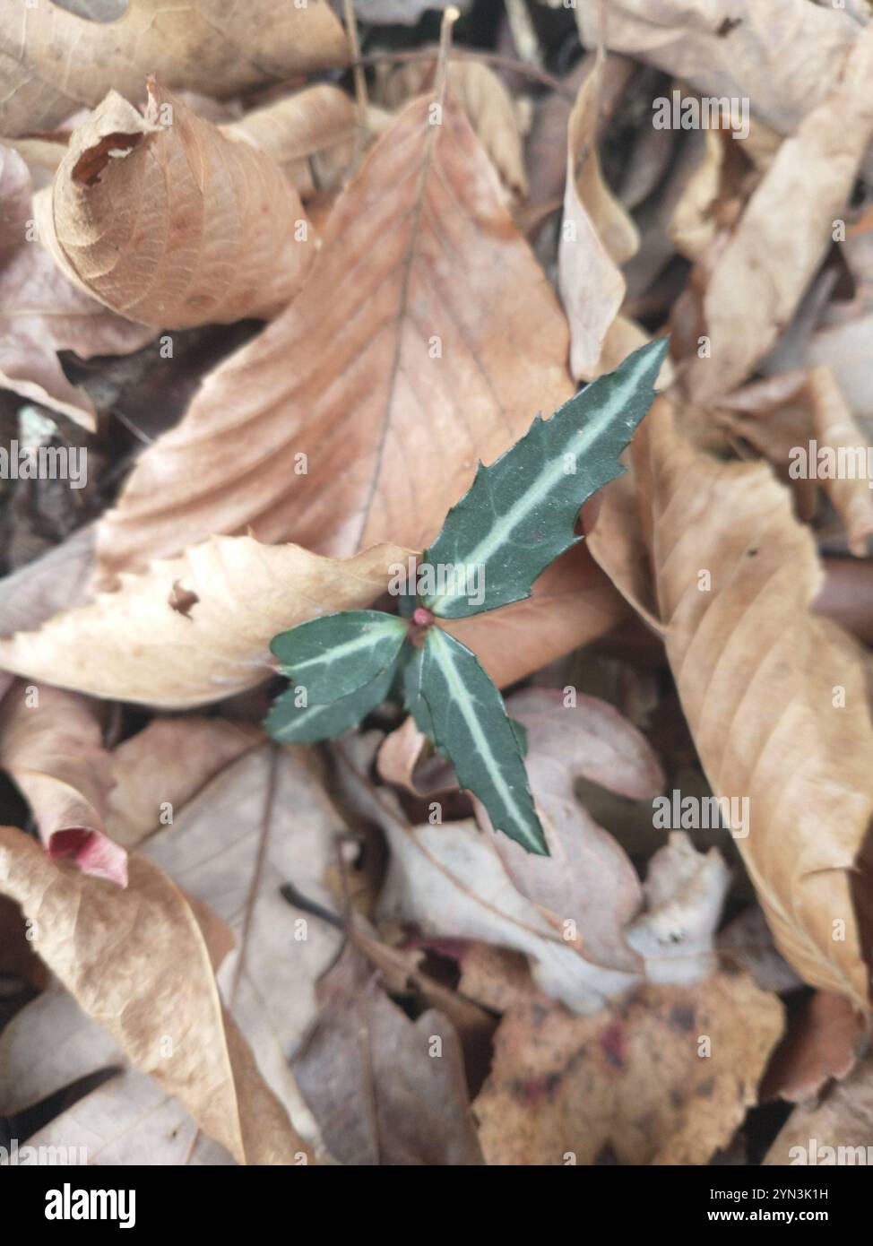 striped wintergreen (Chimaphila maculata Stock Photo - Alamy