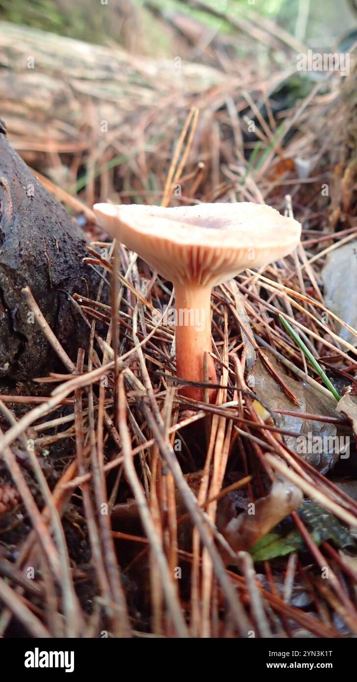 Liver Milkcap (Lactarius hepaticus Stock Photo - Alamy