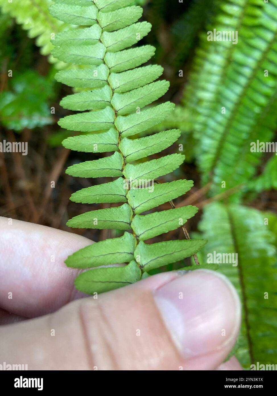 Fishbone Fern (Nephrolepis cordifolia Stock Photo - Alamy