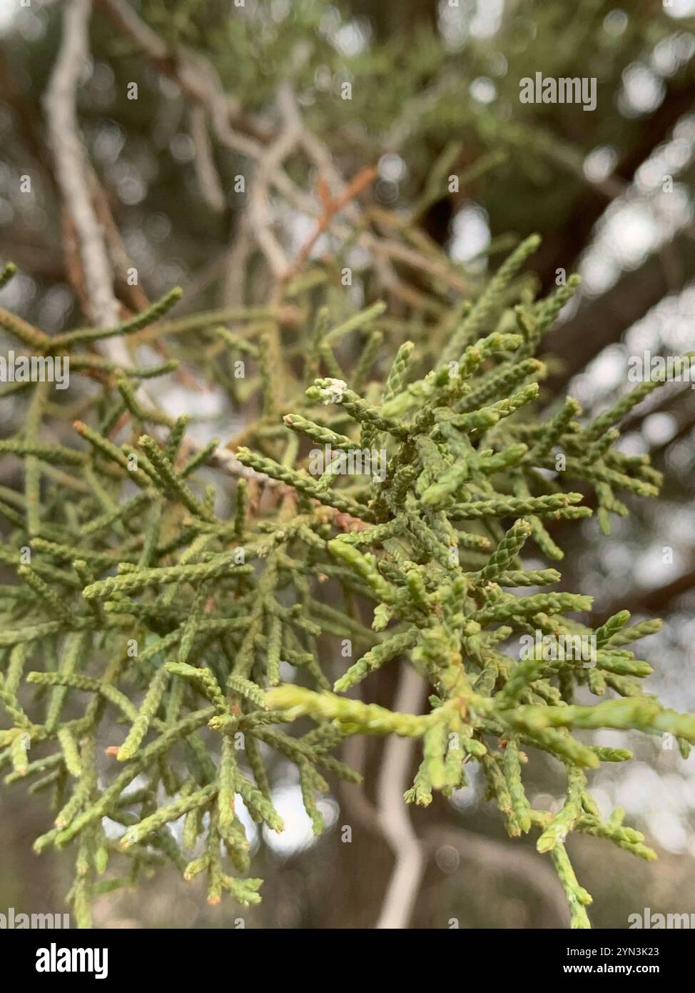 redberry juniper (Juniperus arizonica Stock Photo - Alamy