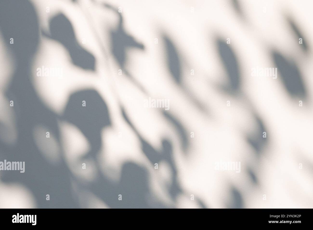 Abstract natural tree leaves shadow on white wall background Stock ...